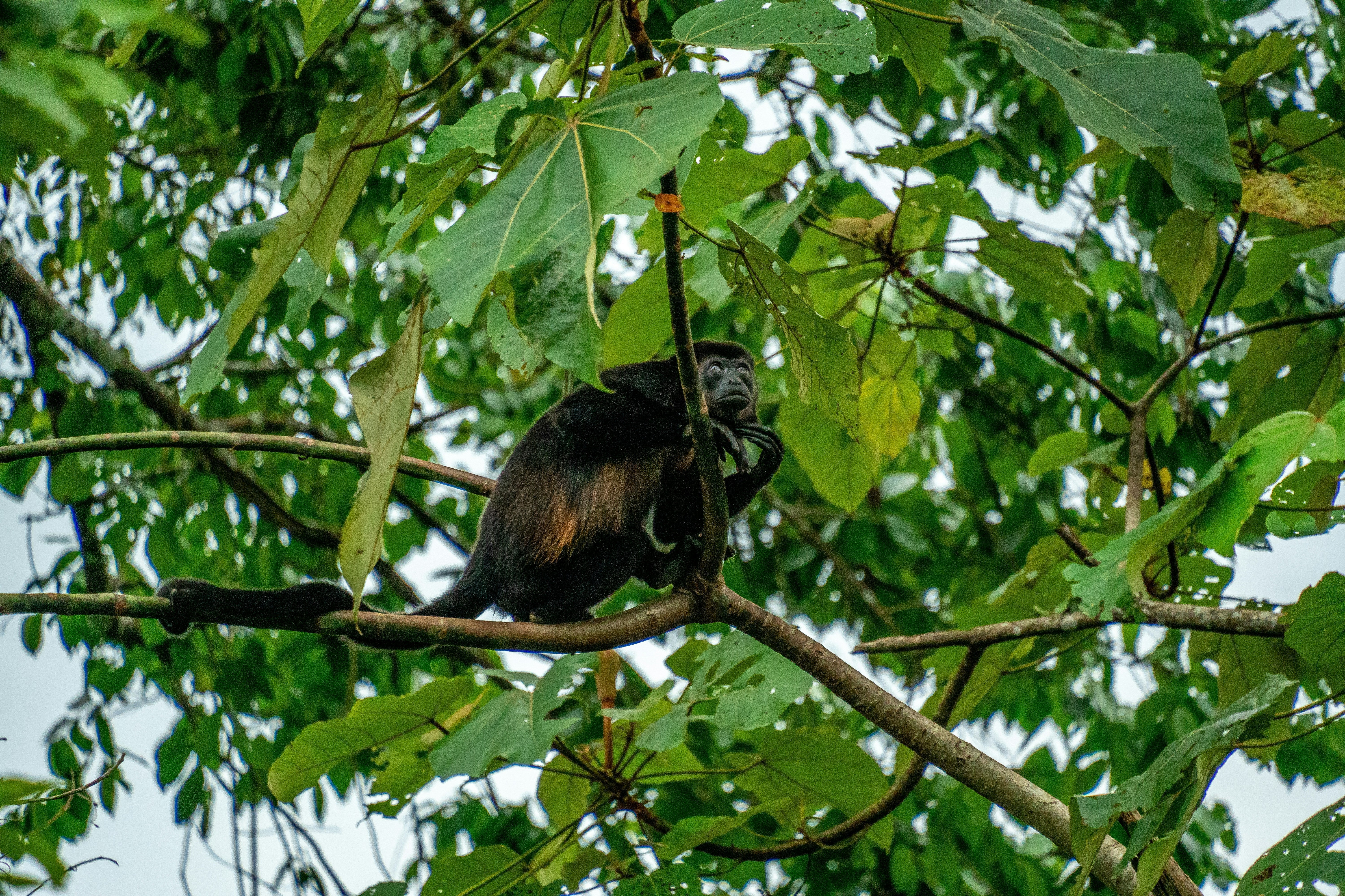 How Monkeys, Birds, and Bees Help Us Grow Better Chocolate – Blue ...