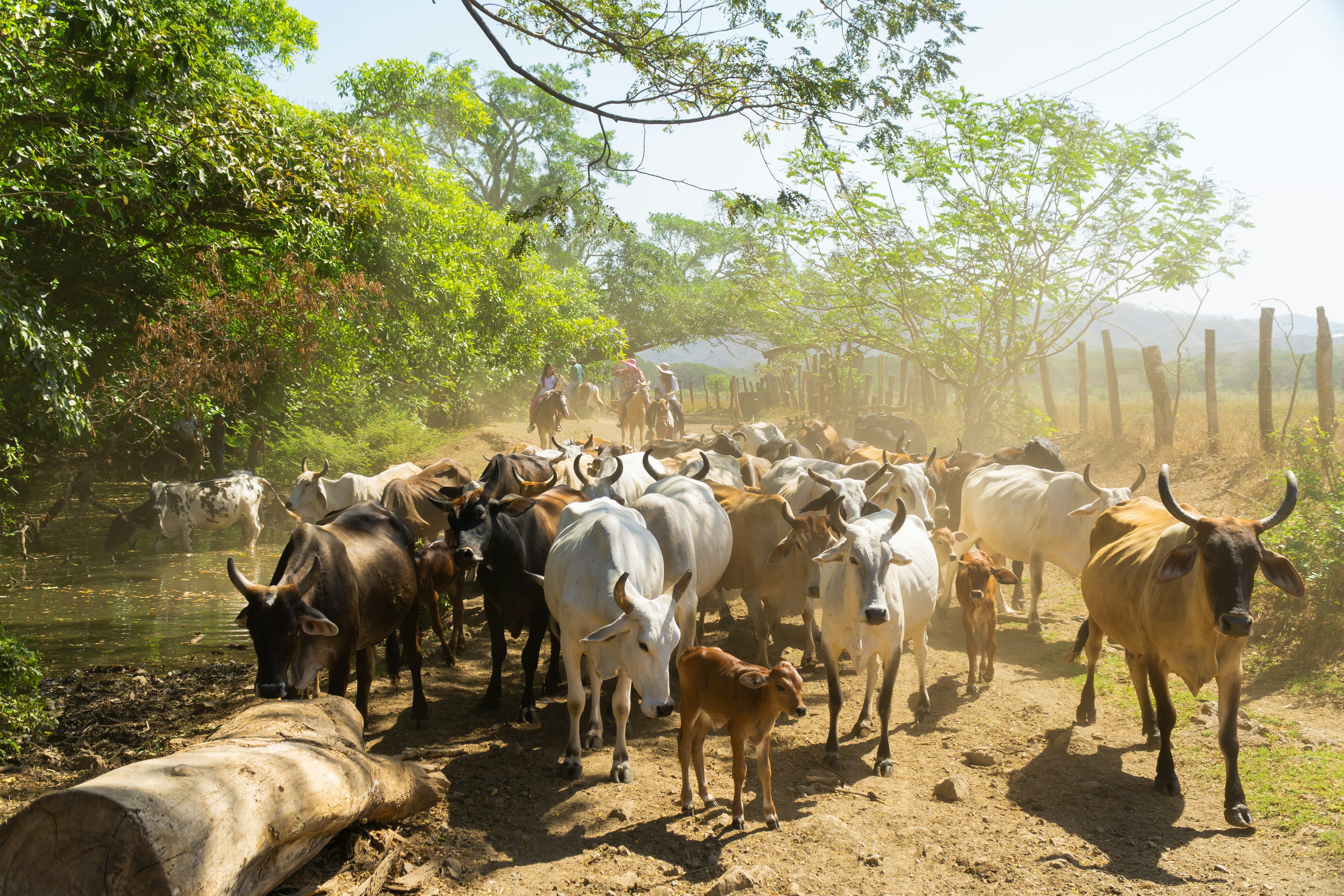 Why Guanacaste Is Becoming the Chocolate Capital of Costa Rica | Blue ...