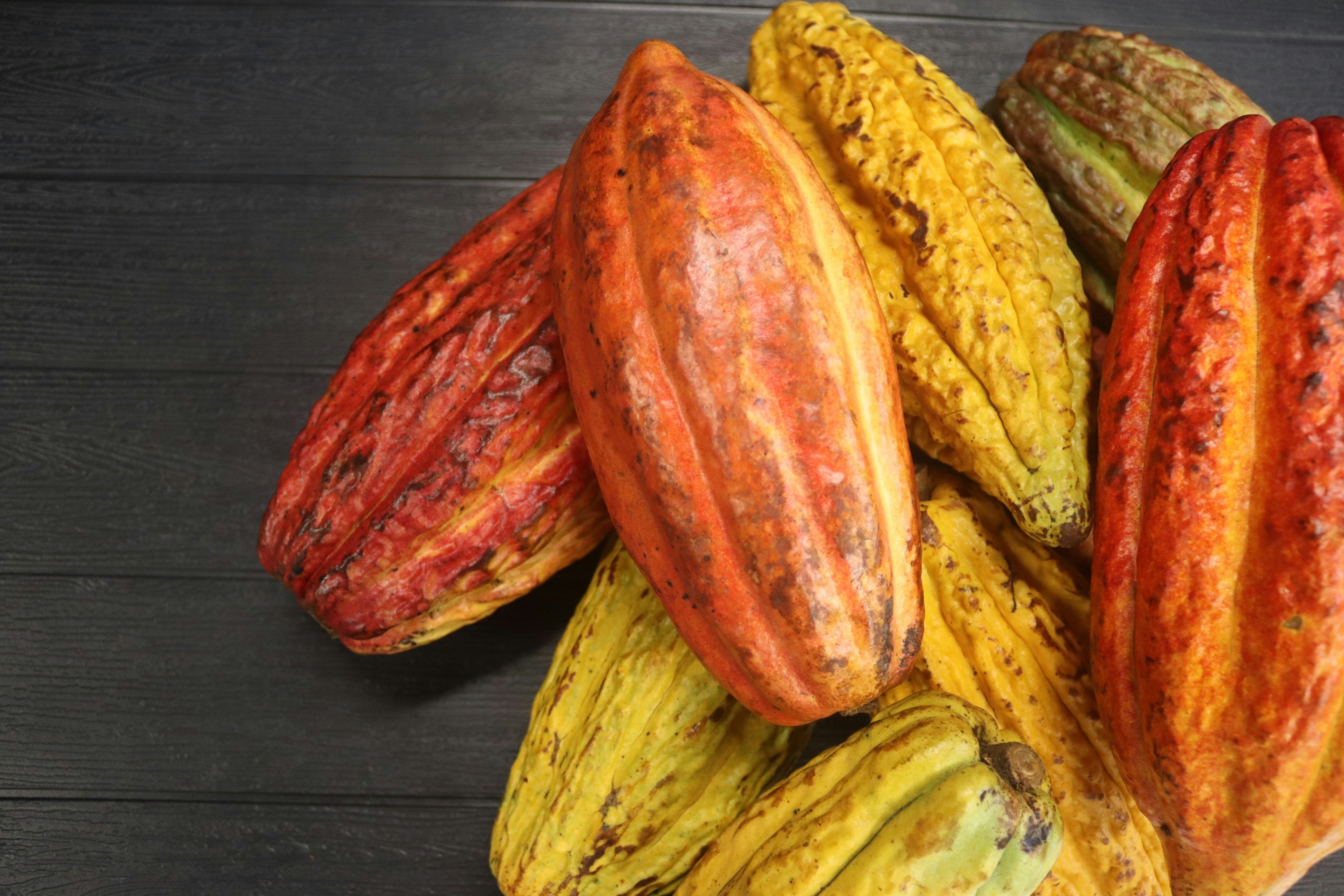 Why Single Origin Chocolate Tastes Unique | Costa Rica Cacao Regions ...